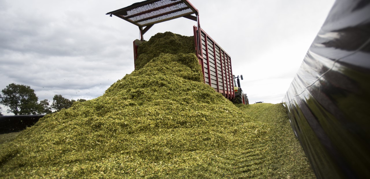 Ensilering påvirker bedriftens klimaaftryk - DLG - Landbrugets ...