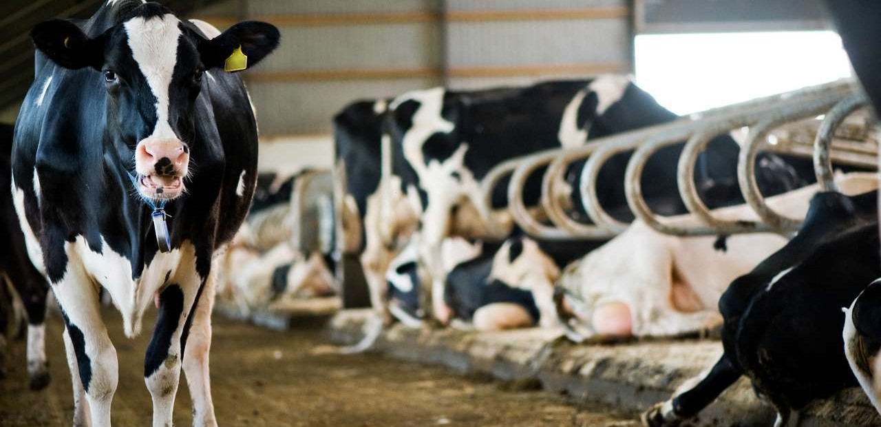 DLG partner in a new ground-breaking project – ‘No-Methane’ - DLG ...