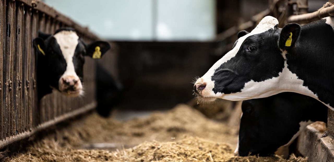 ForFarmers and team agrar join forces in the feed business in Germany ...