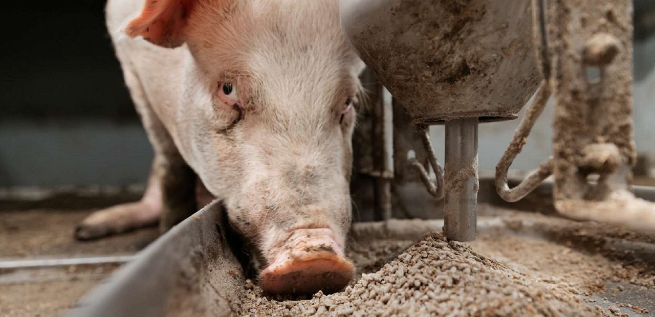 DLG, Danish Crown og 20 landmænd vil forny andelstanken i pilotprojekt ...