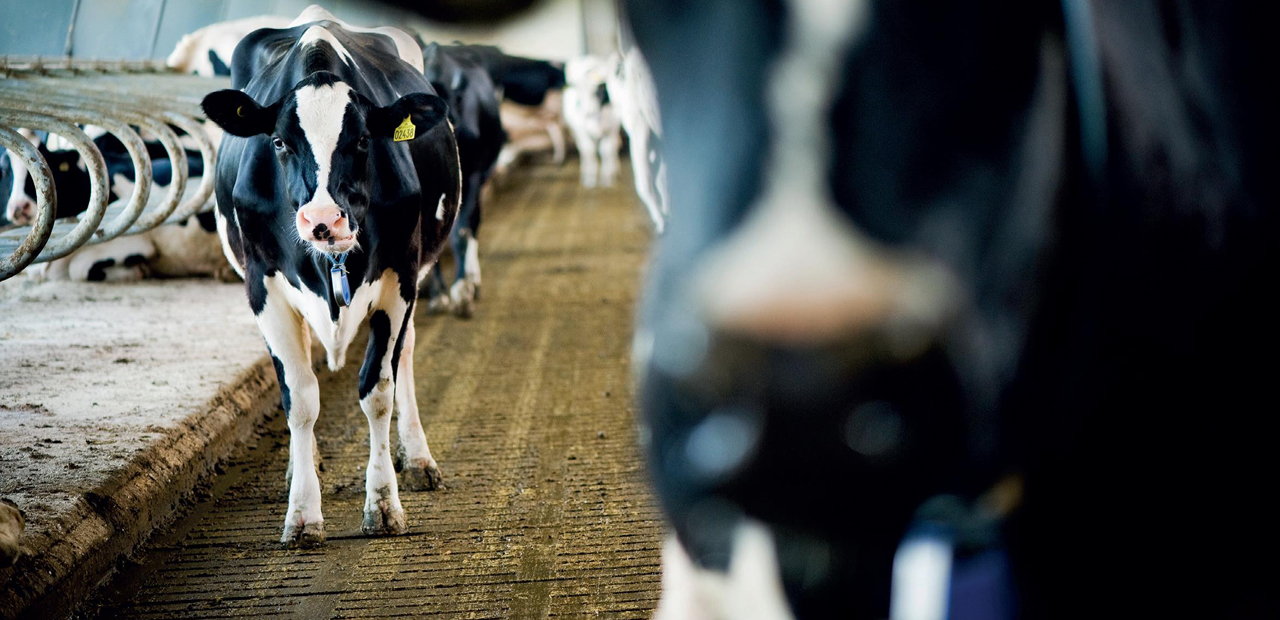 Cattle feed - DLG - Landbrugets foretrukne samarbejdspartner