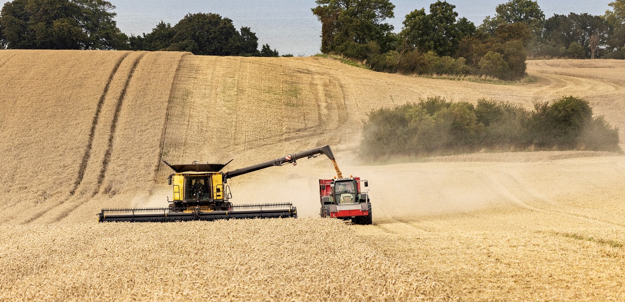 Status for kornhøsten sep-2024 - DLG - Landbrugets foretrukne ...