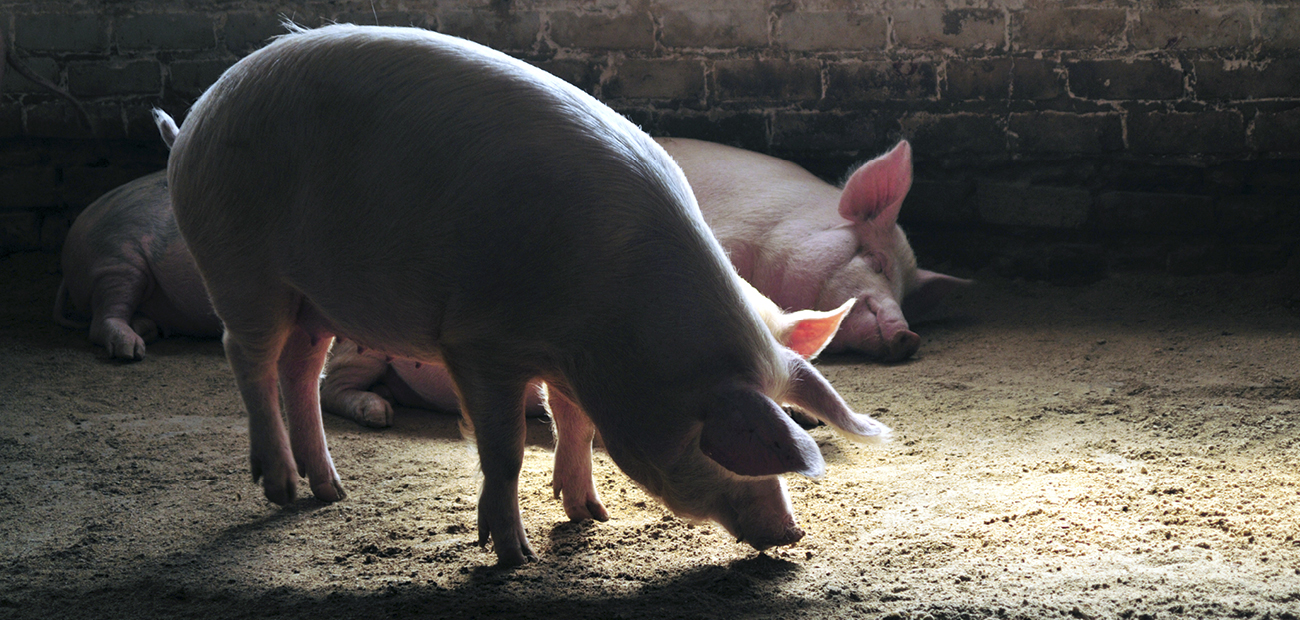 Schweinefutter - DLG - Landbrugets foretrukne samarbejdspartner