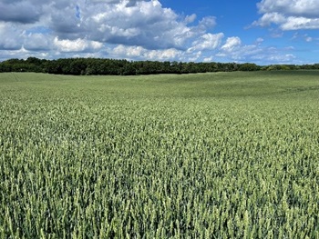 Fokus på Marken - DLG - Landbrugets foretrukne samarbejdspartner
